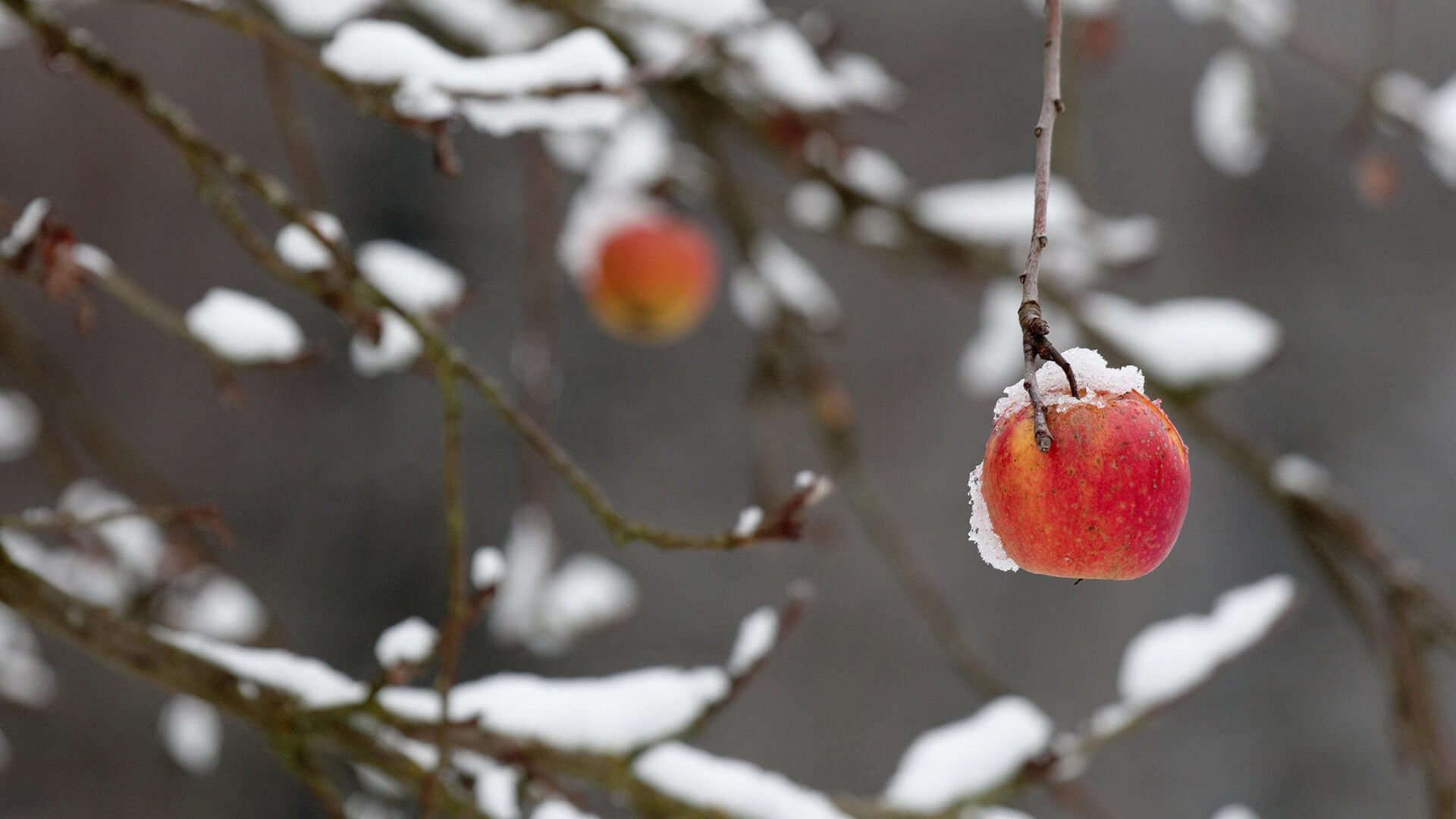 Winterapfel by Microsoft | Wallpapers | WallpaperHub
