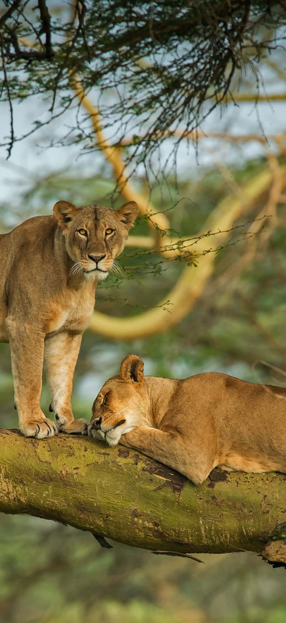 Climb a tree for World Wildlife Day by Microsoft | Wallpapers ...