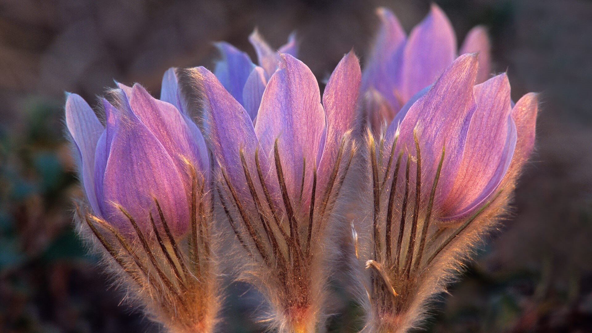Official flower of Manitoba by Microsoft | Wallpapers | WallpaperHub