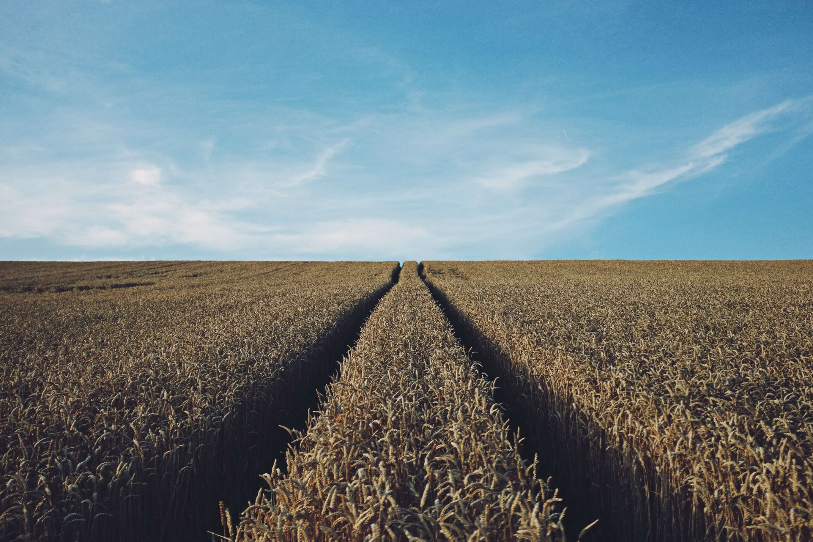 Wheatfield by Michael Gillett | Wallpapers | WallpaperHub