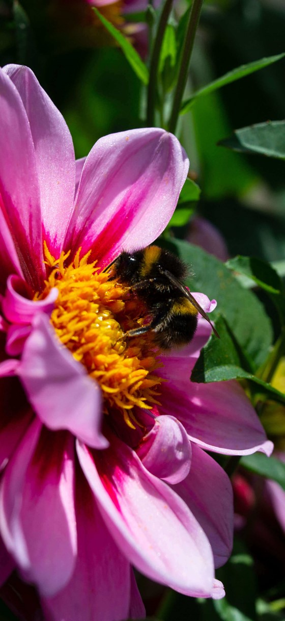 Collecting the Nectar by Andrew Baker | Wallpapers | WallpaperHub