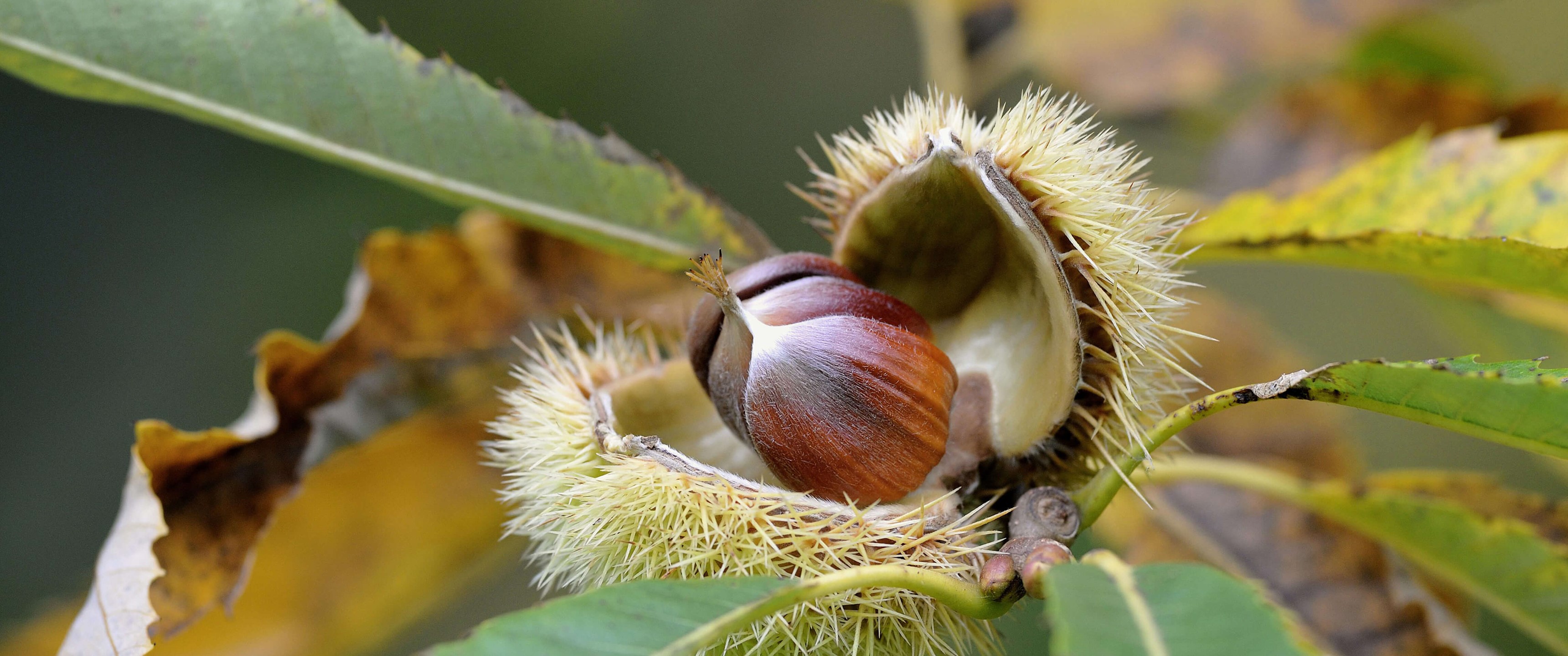 Stachelige Schale, delikater Kern by Microsoft | Wallpapers | WallpaperHub