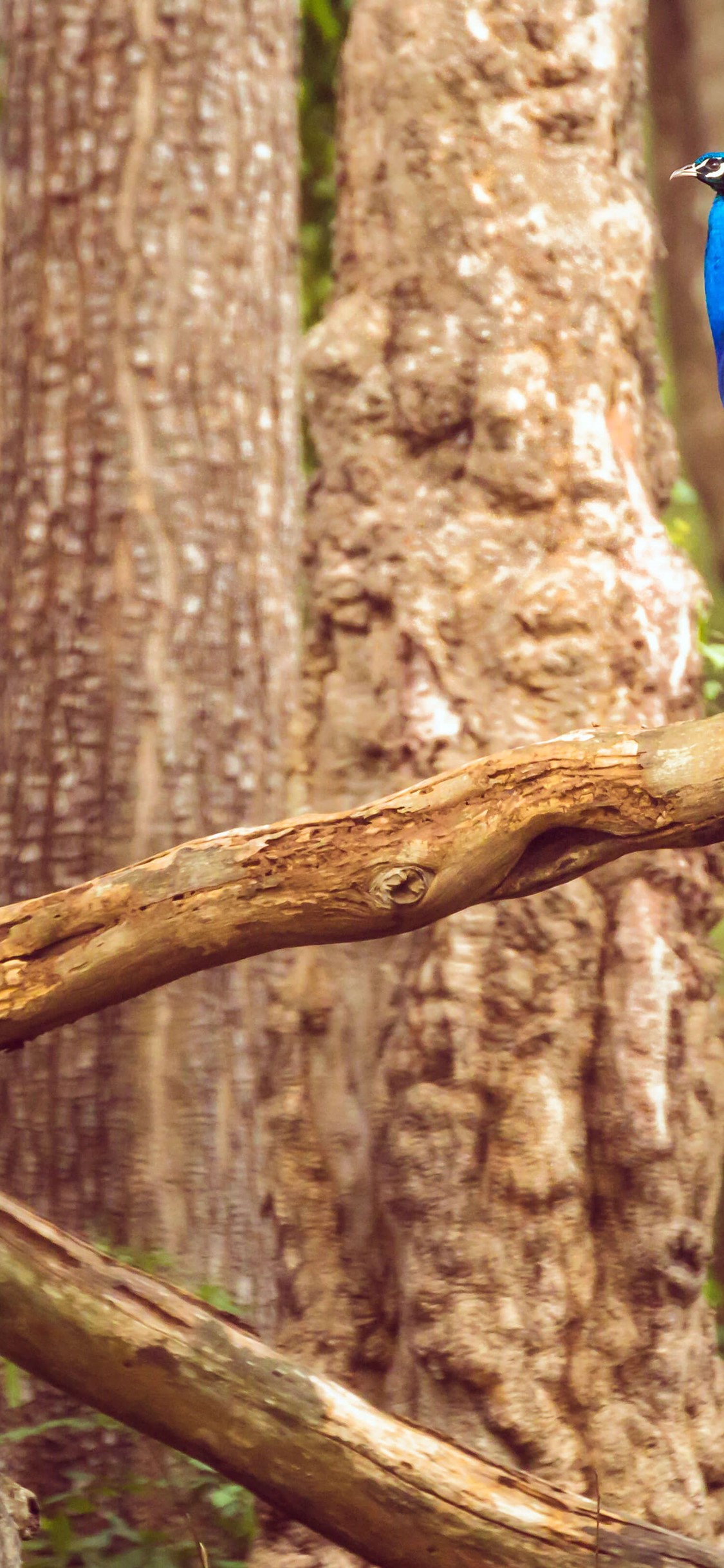 The national bird in the wild by Microsoft | Wallpapers | WallpaperHub