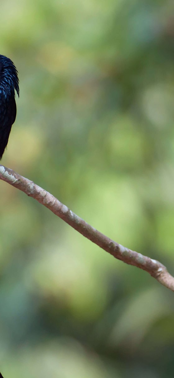 It’s all a one-bird orchestra… by Microsoft | Wallpapers | WallpaperHub