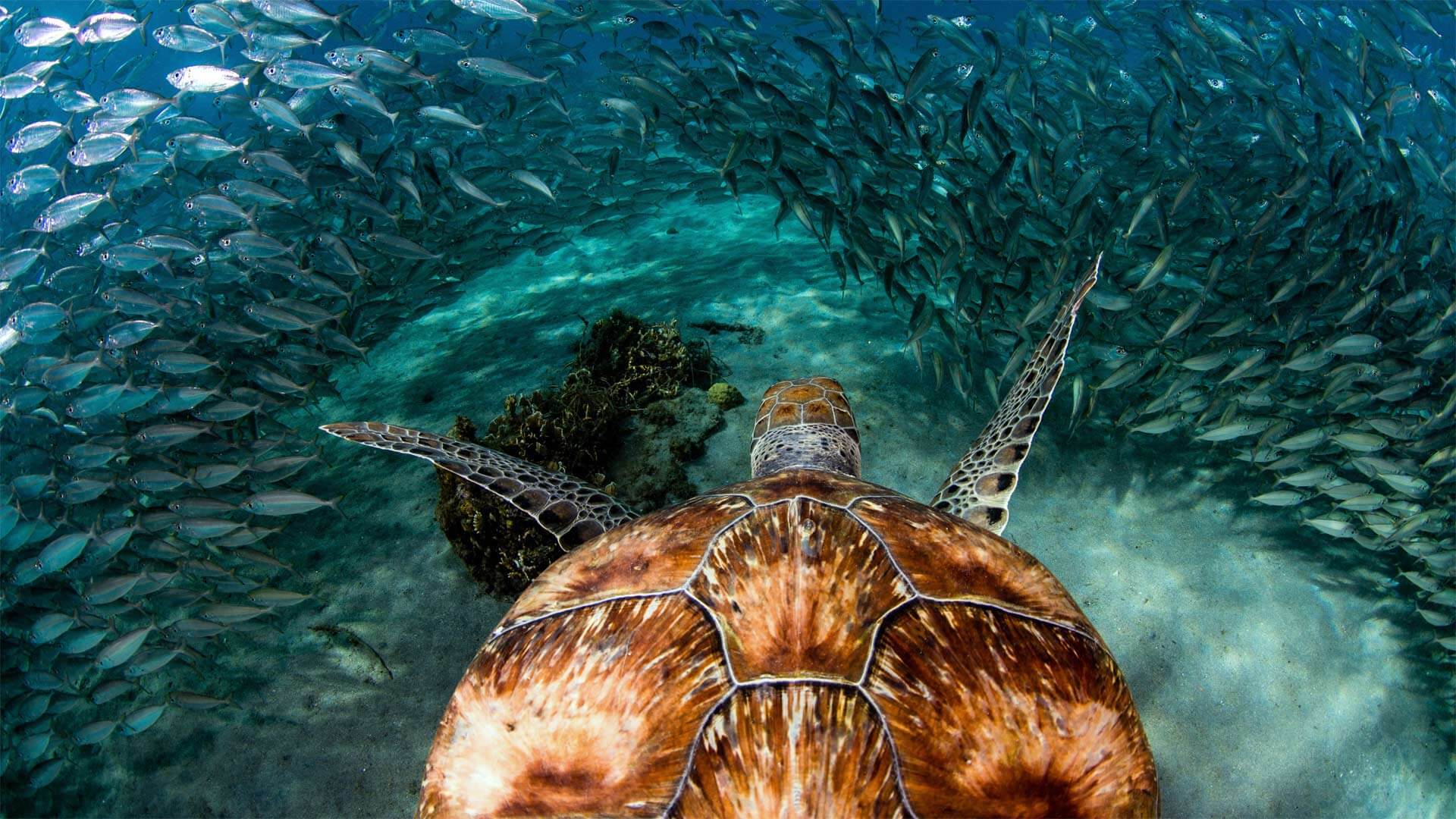 Move over fish - it’s World Turtle Day by Microsoft | Wallpapers ...
