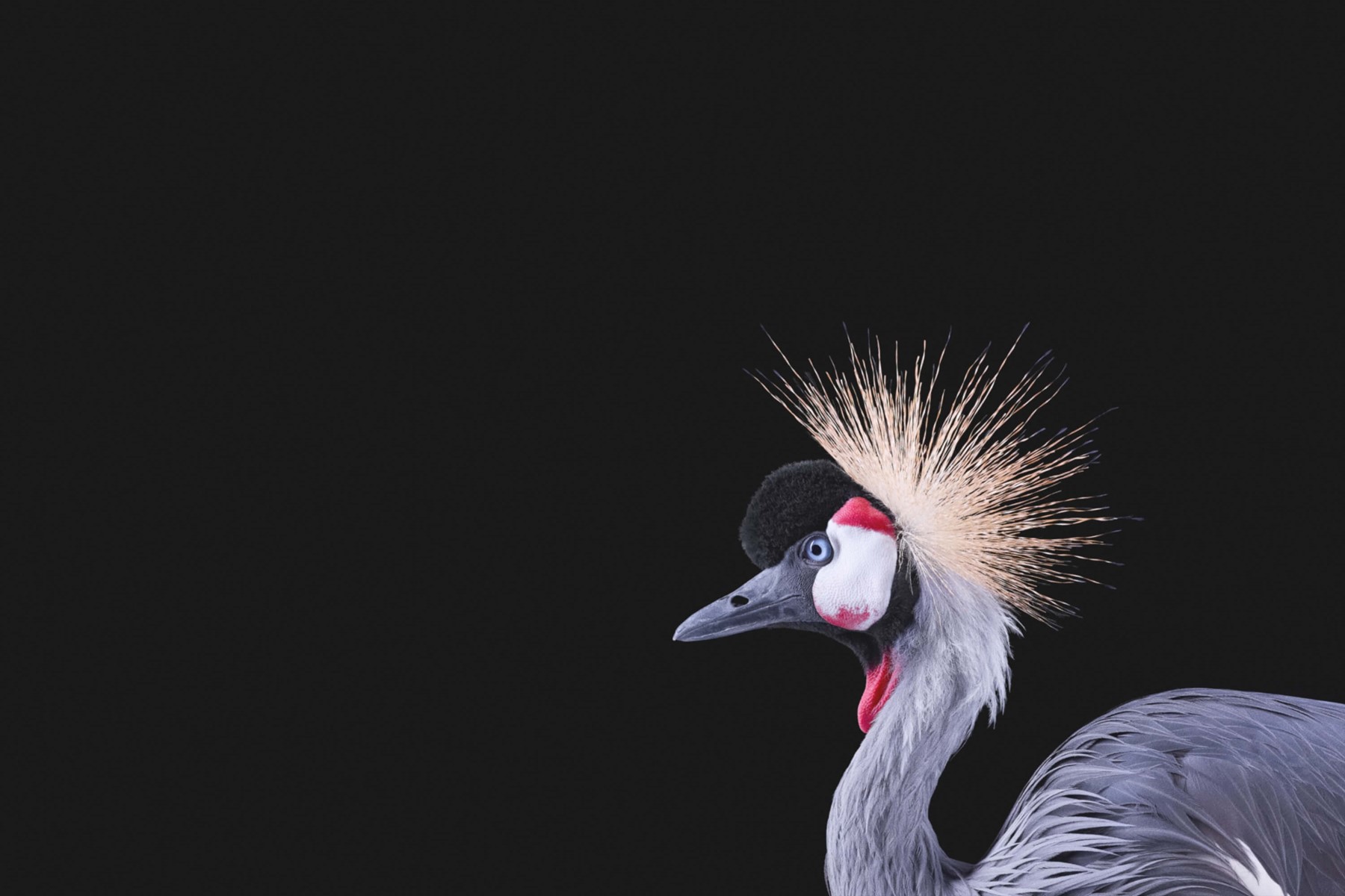 Crane by Microsoft | Wallpapers | WallpaperHub