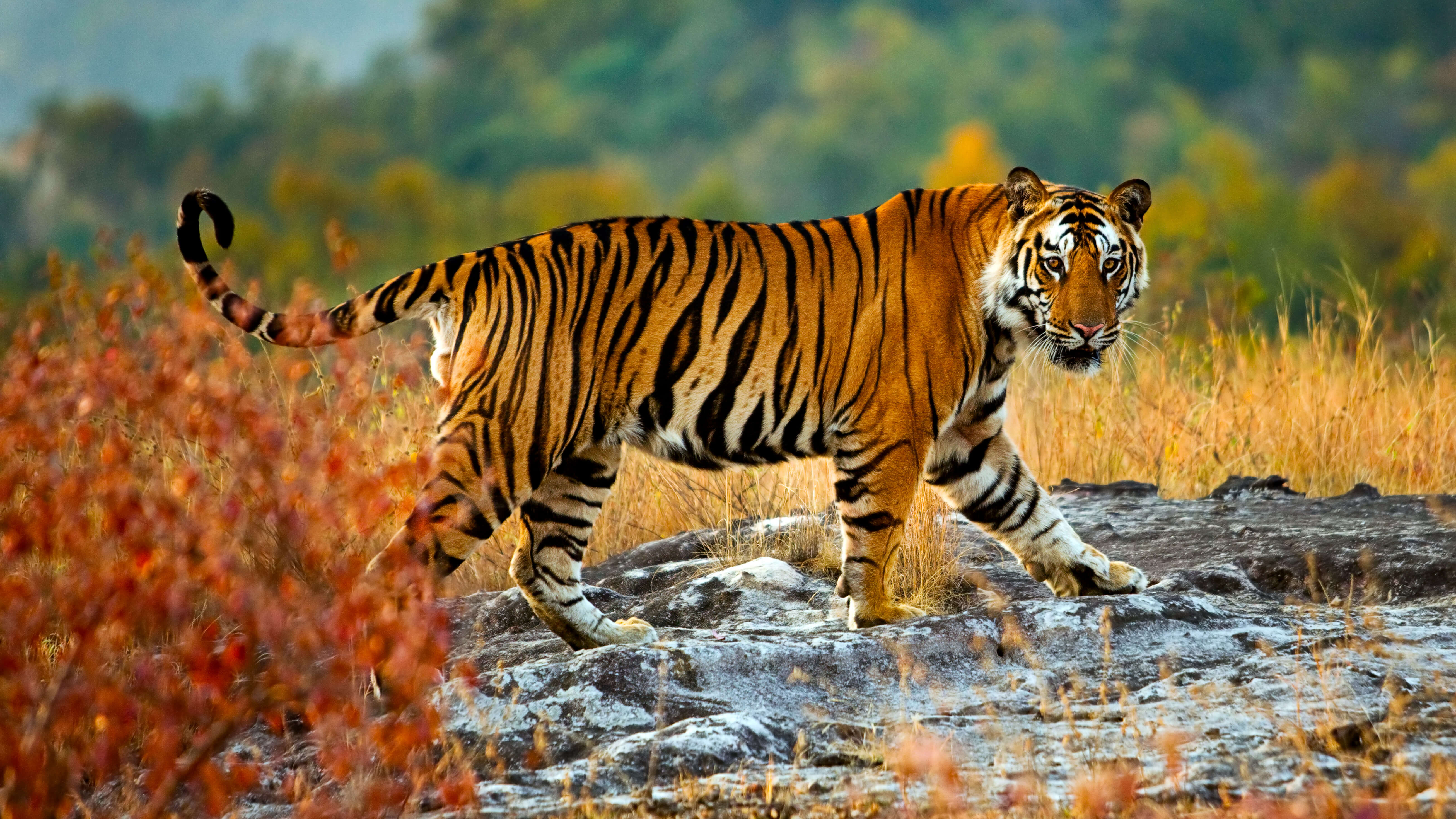 Tiger on the prowl by Microsoft | Wallpapers | WallpaperHub