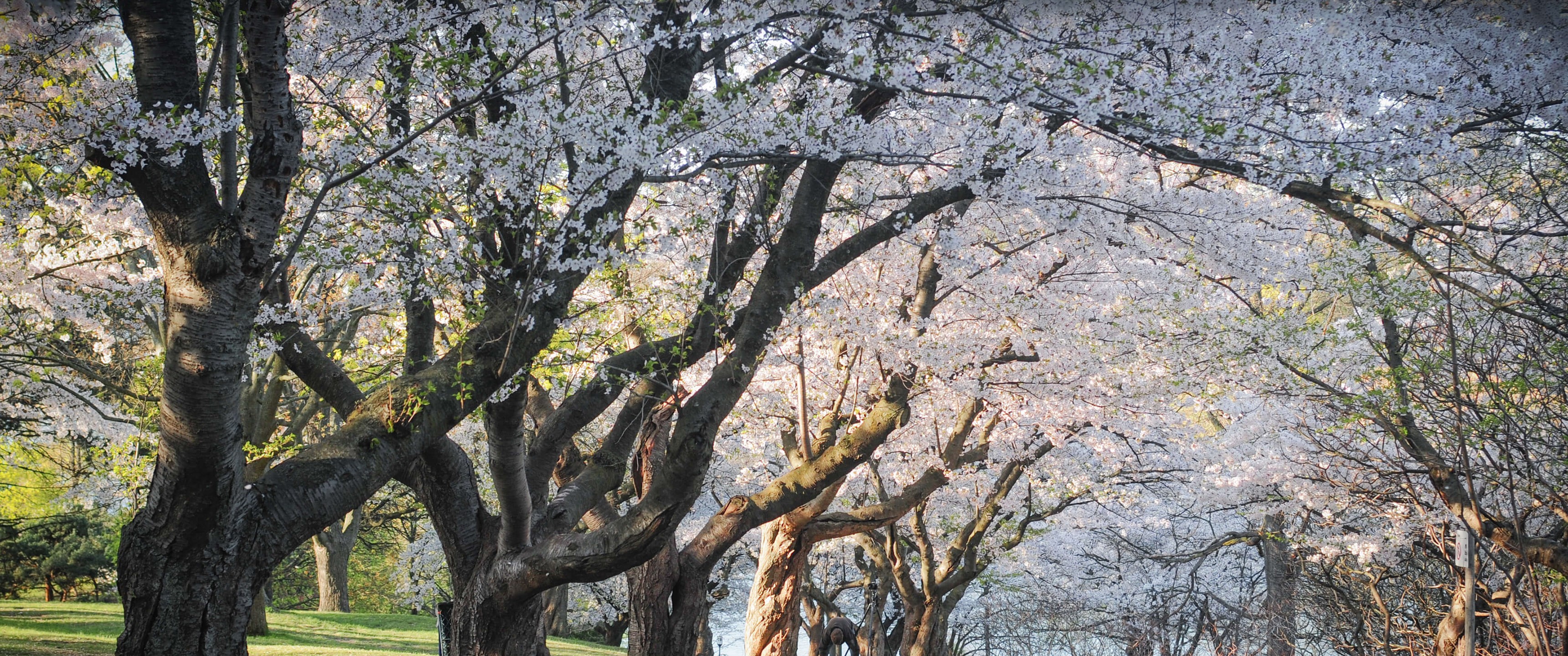 A street filled with sakura trees by Microsoft | Wallpapers | WallpaperHub