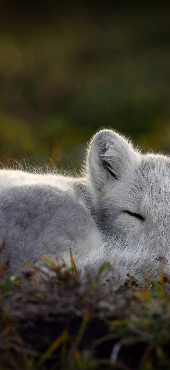 What does the fox dream? by Microsoft | Wallpapers | WallpaperHub