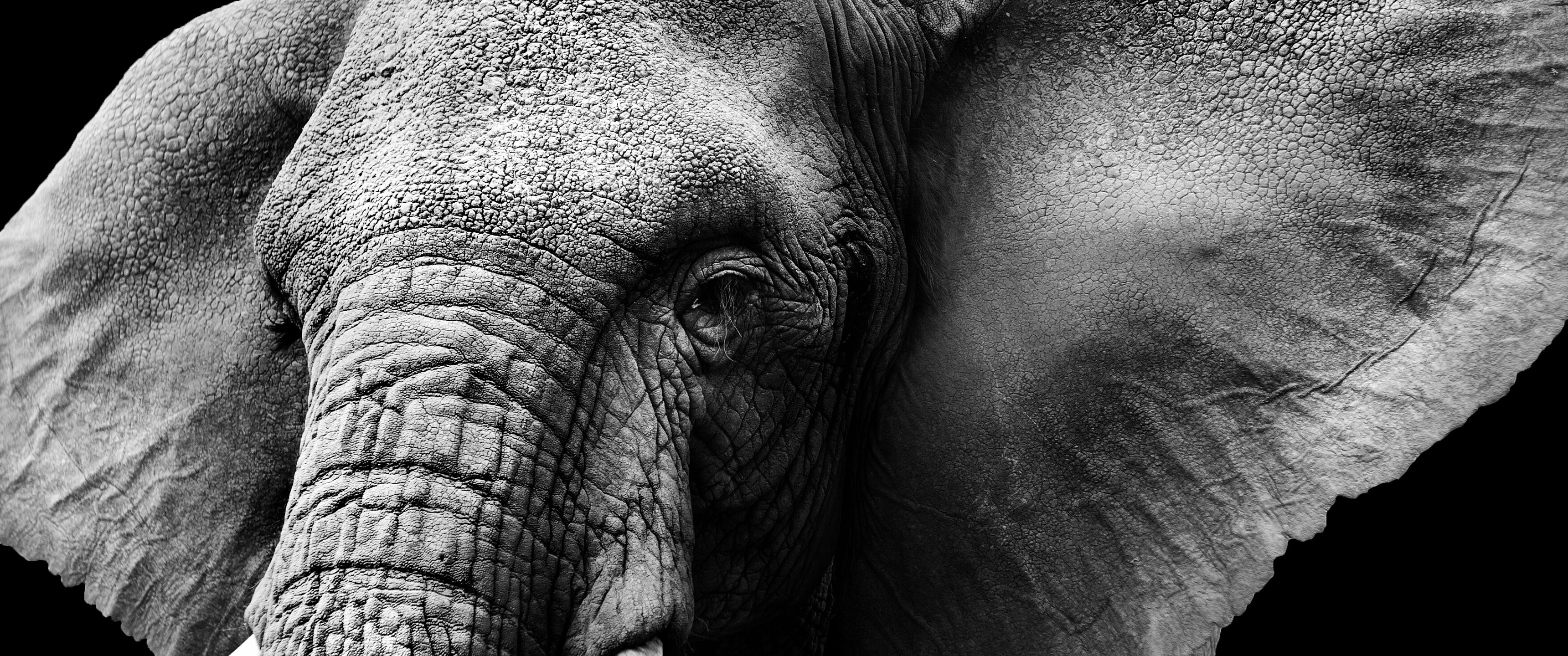 Surface Studio (Elephant) by Microsoft | Wallpapers | WallpaperHub