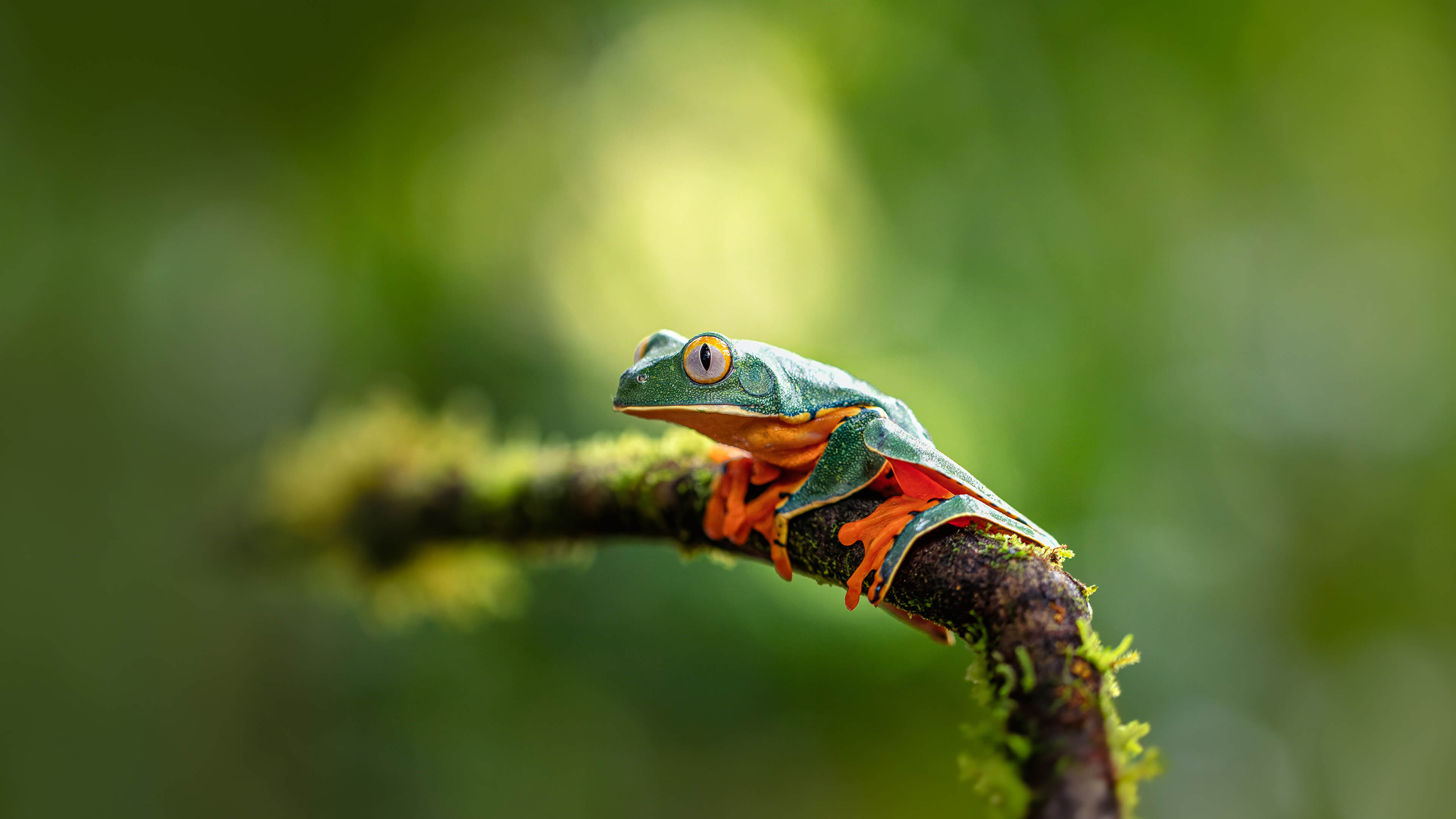 A splendid life by Microsoft | Wallpapers | WallpaperHub