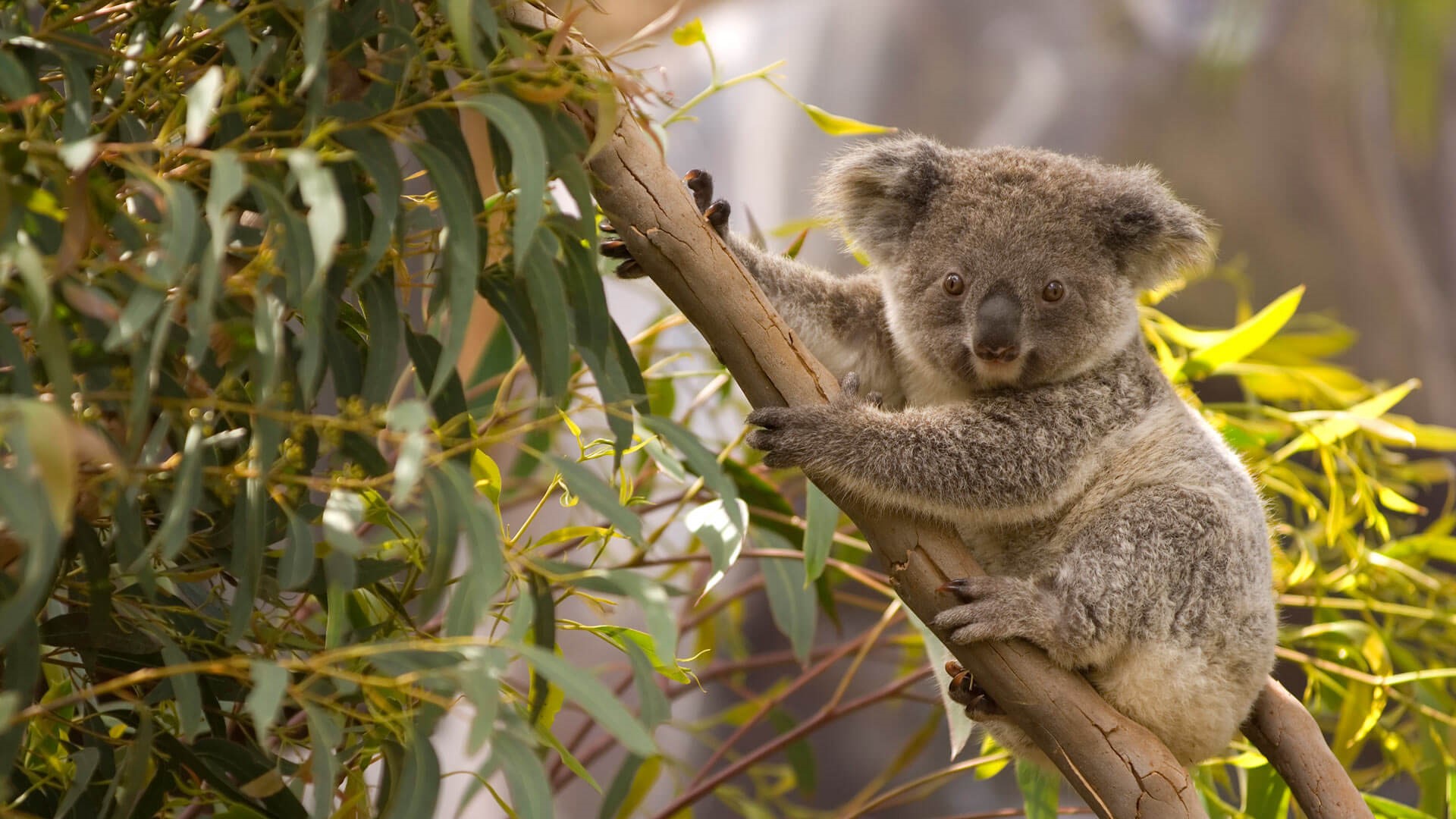 It’s Wild Koala Day! by Microsoft | Wallpapers | WallpaperHub