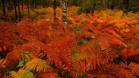 A Fall show-stopper by Microsoft | Wallpapers | WallpaperHub