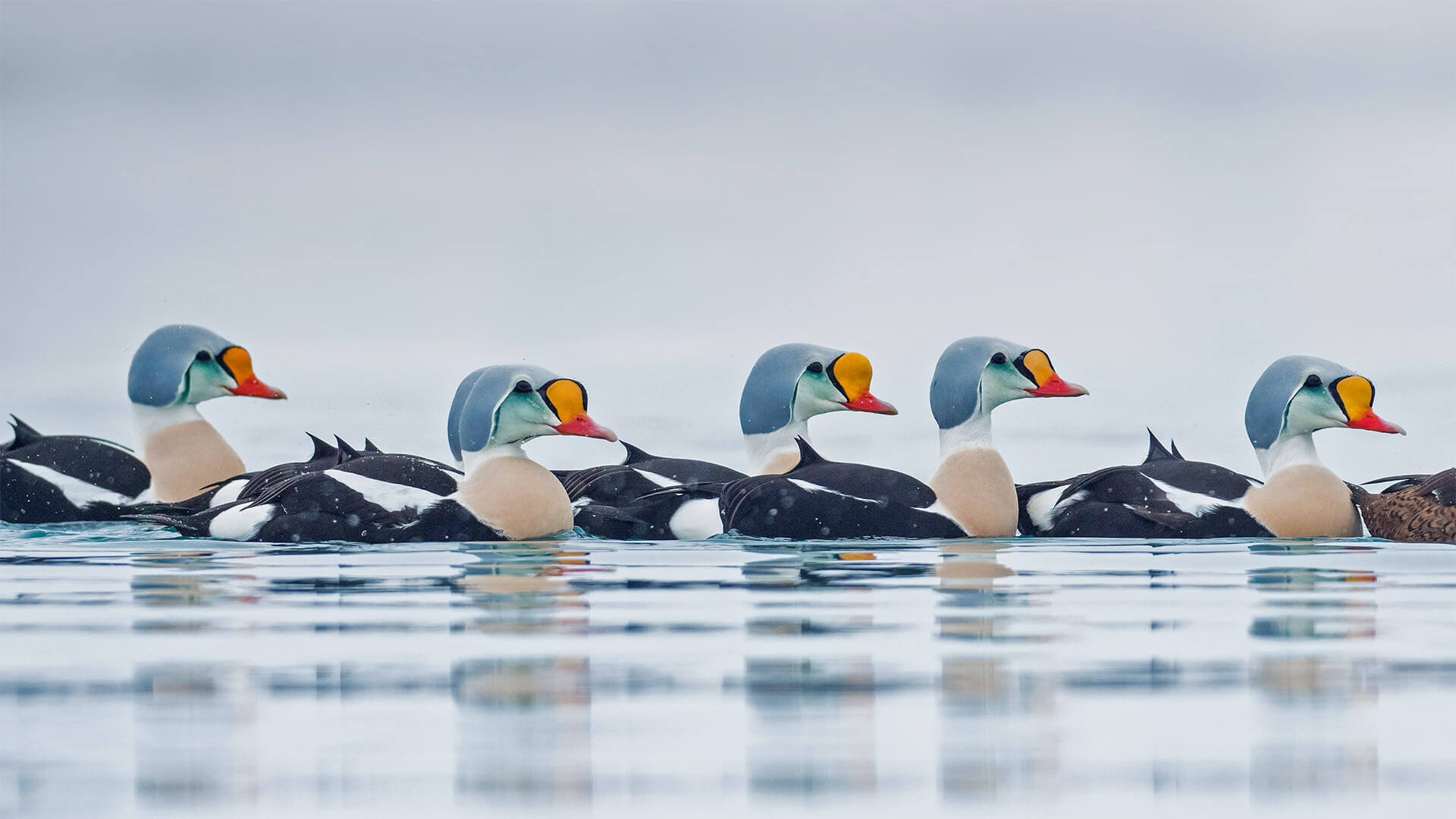 Duck, duck. duck, duck, duck... by Microsoft | Wallpapers | WallpaperHub