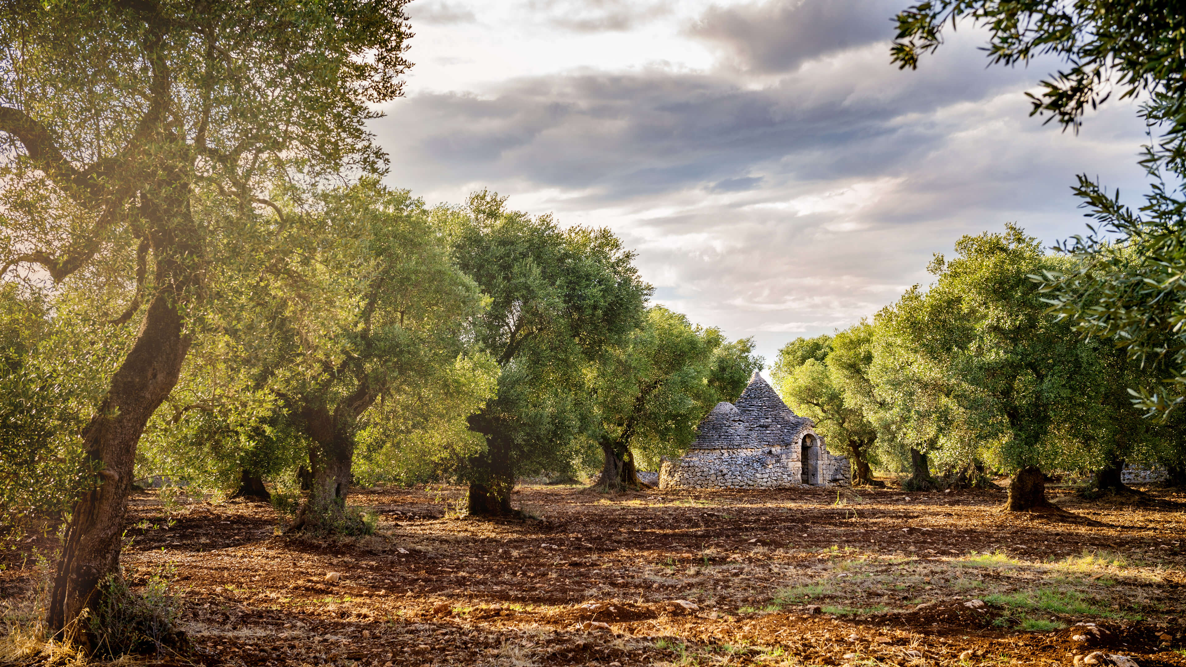 Many centuries of olive trees by Microsoft | Wallpapers | WallpaperHub