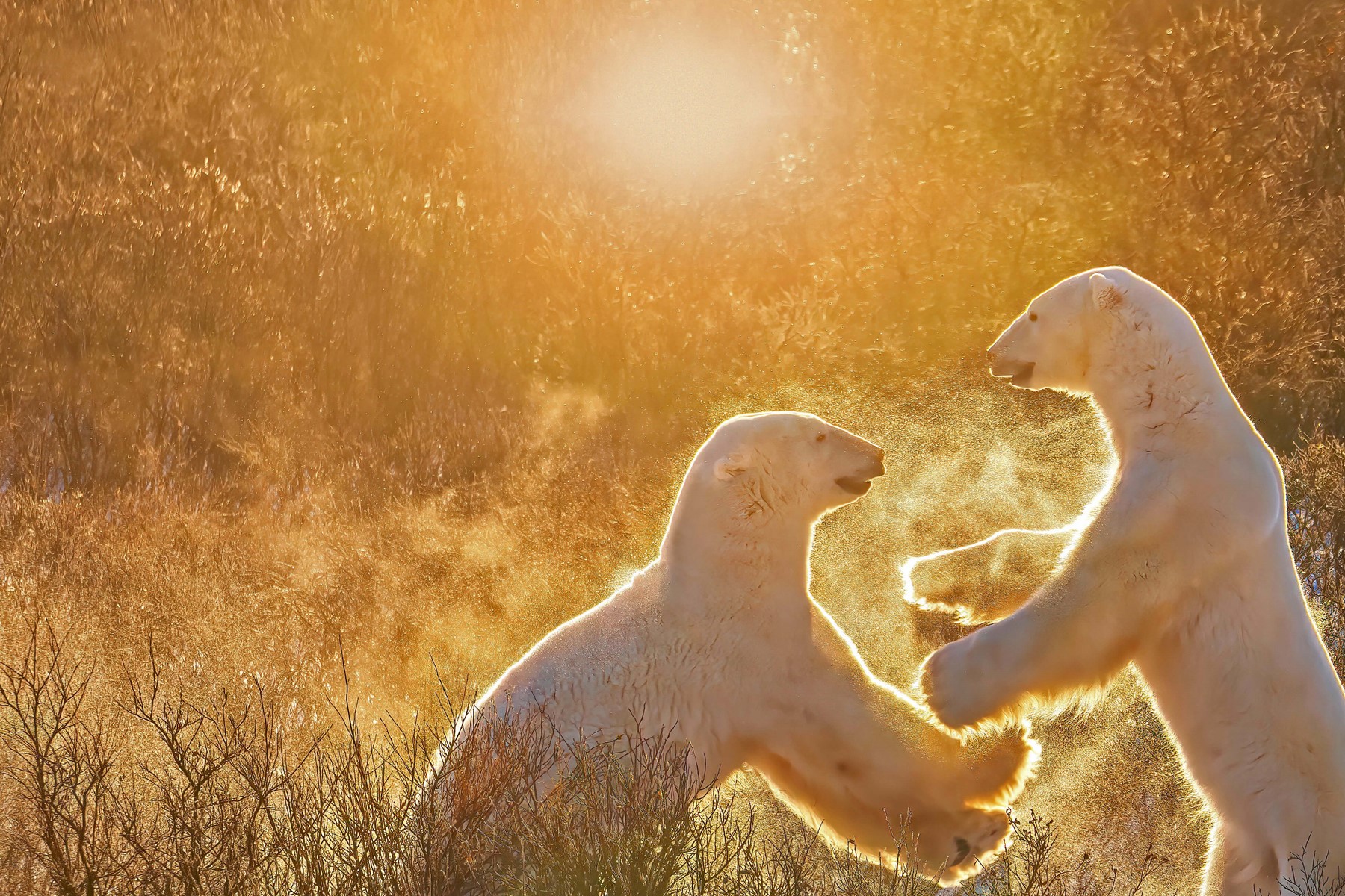 A Festivus for the fuzziest of us by Microsoft | Wallpapers | WallpaperHub