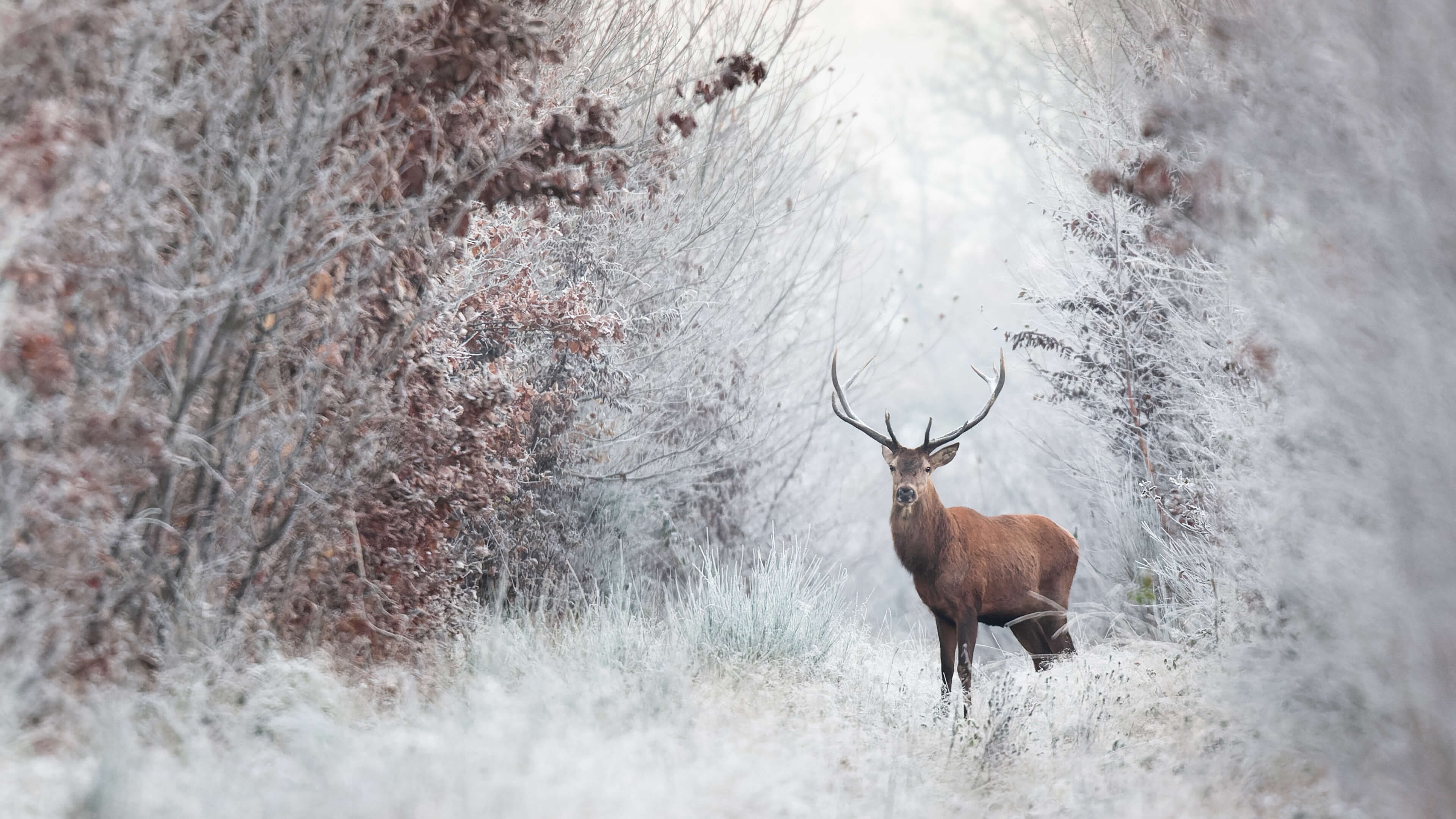 La noblesse du cerf by Microsoft | Wallpapers | WallpaperHub