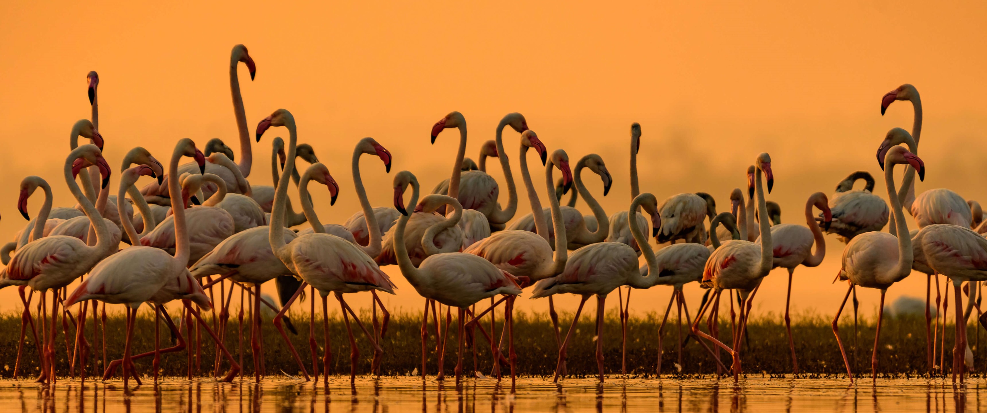 Greater flamingos arrived in India by Microsoft | Wallpapers | WallpaperHub