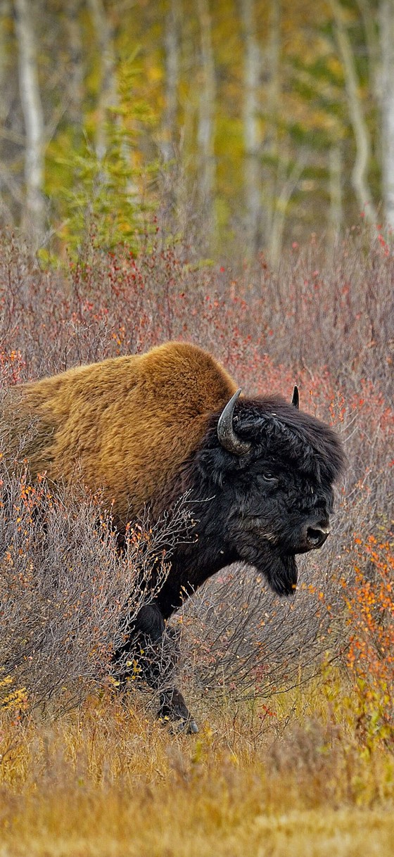 The largest American bison around by Microsoft | Wallpapers | WallpaperHub