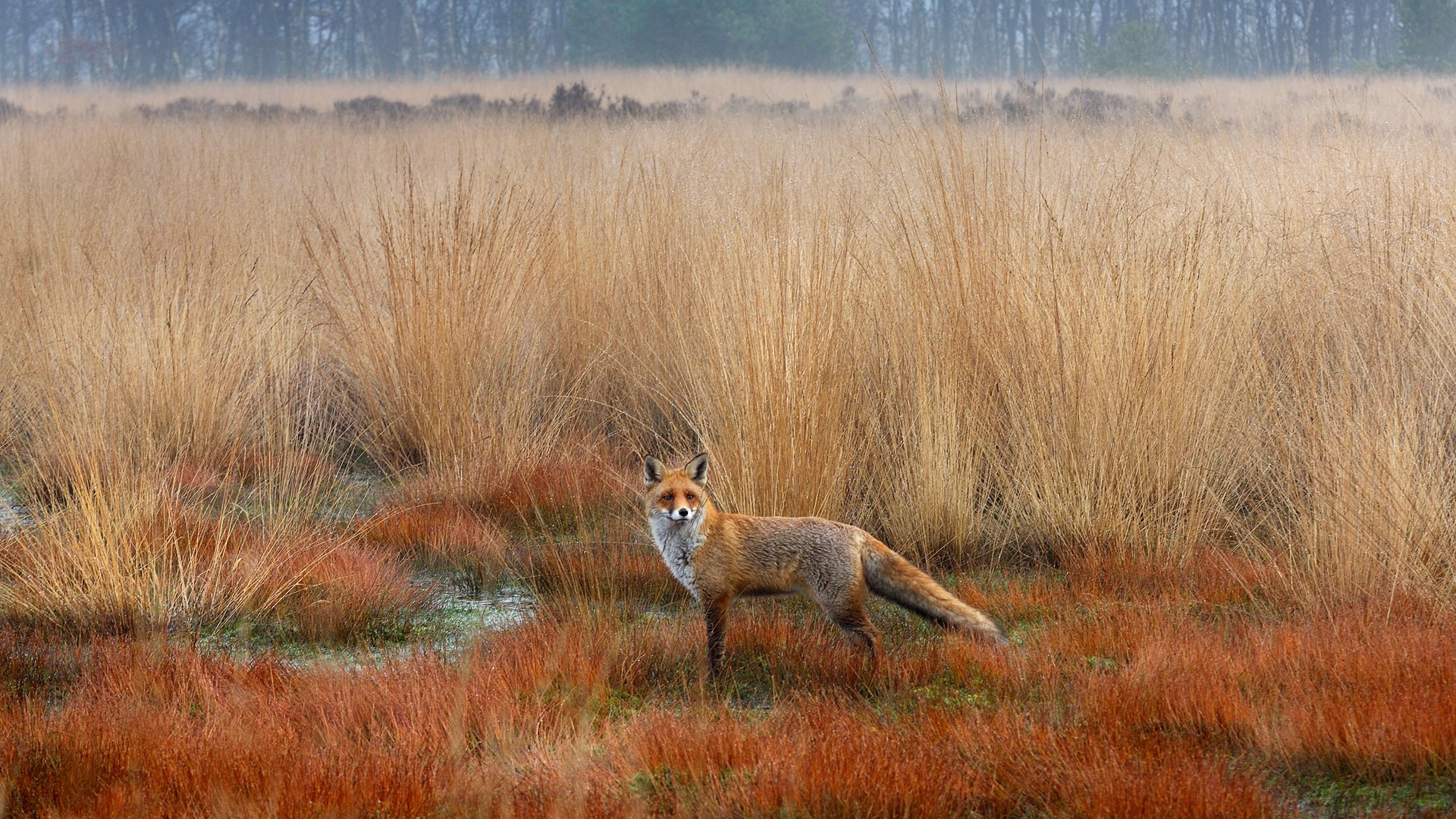 Fox in the marsh by Microsoft | Wallpapers | WallpaperHub