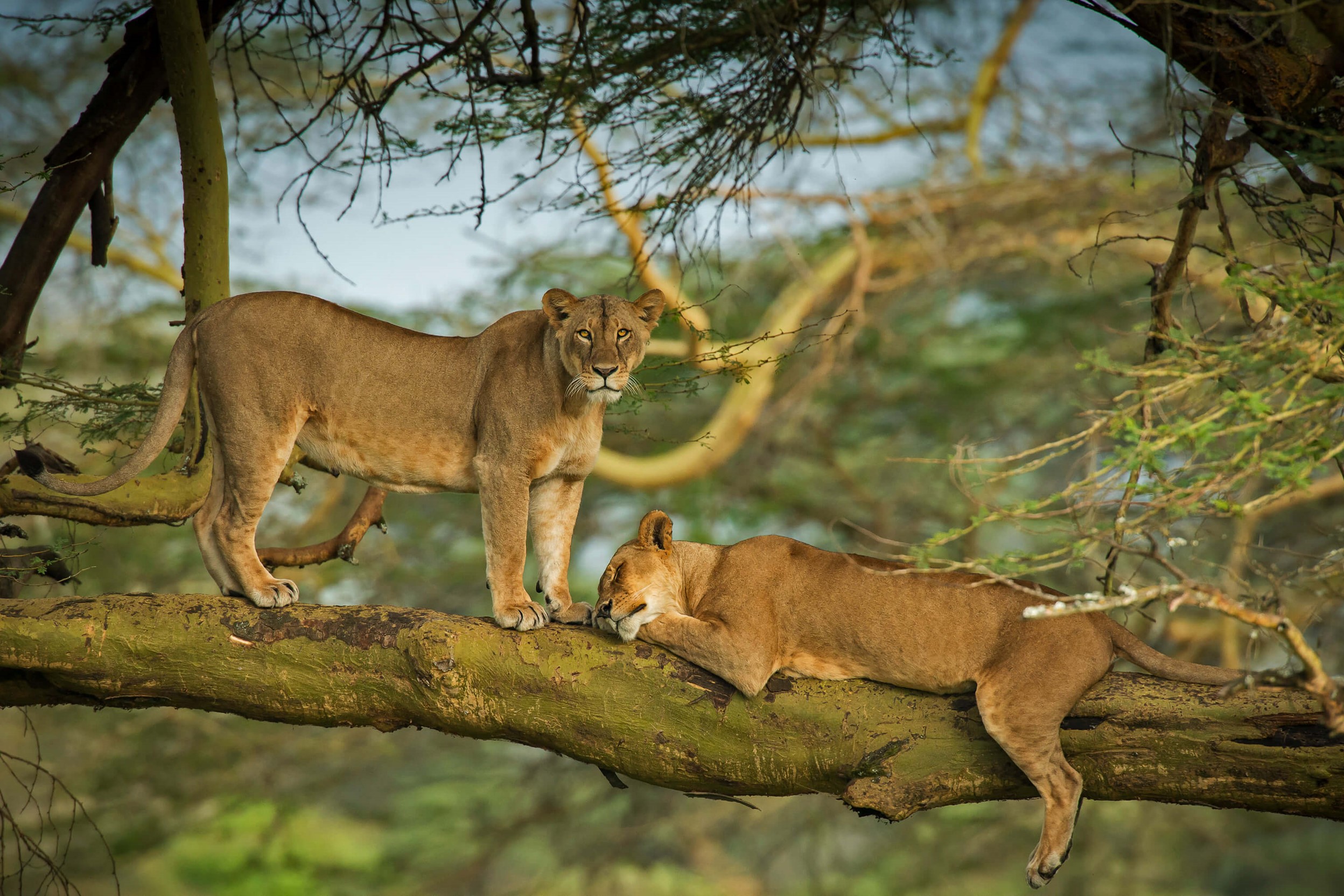 Climb a tree for World Wildlife Day by Microsoft | Wallpapers ...
