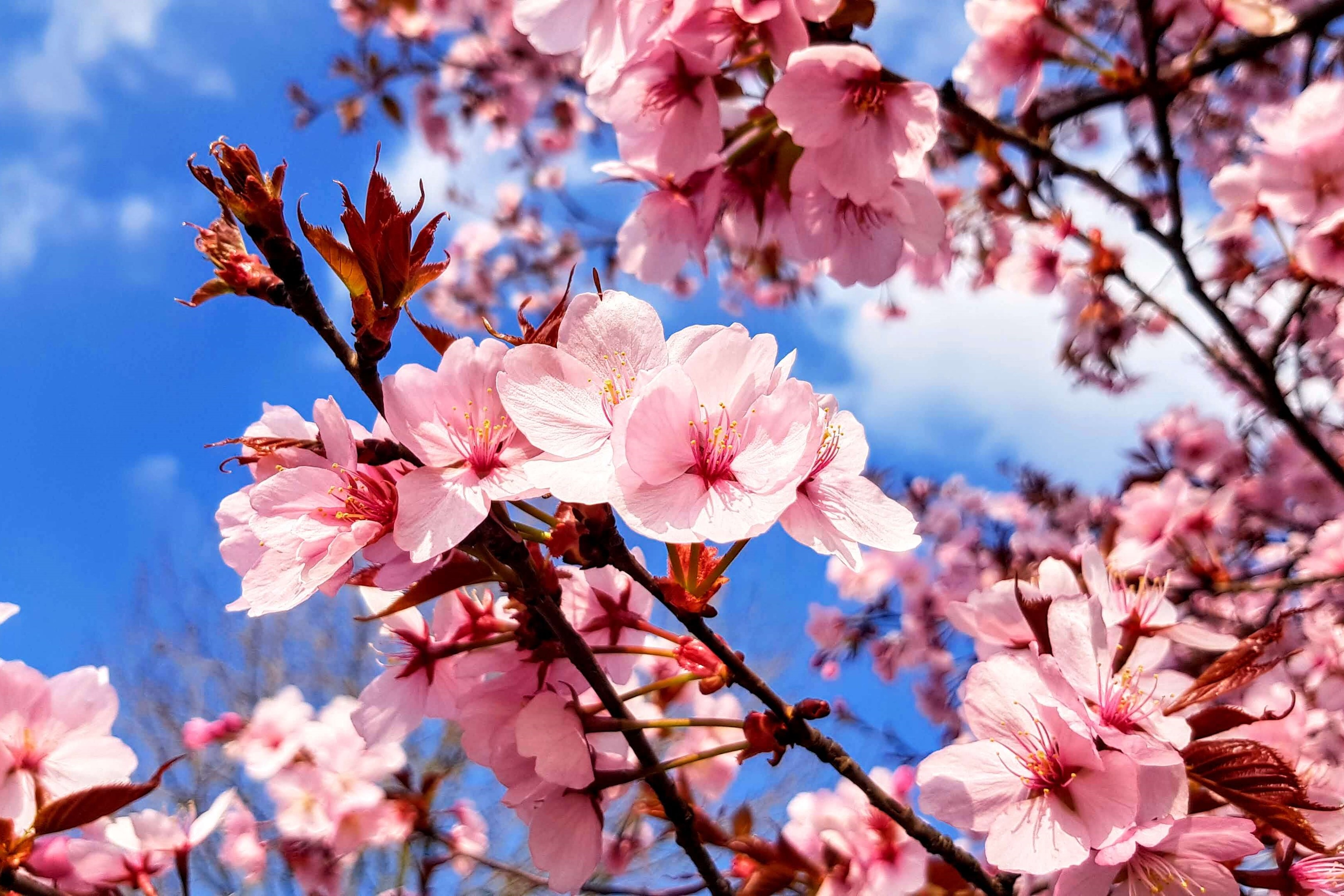 Springtime by Michael Gillett | Wallpapers | WallpaperHub