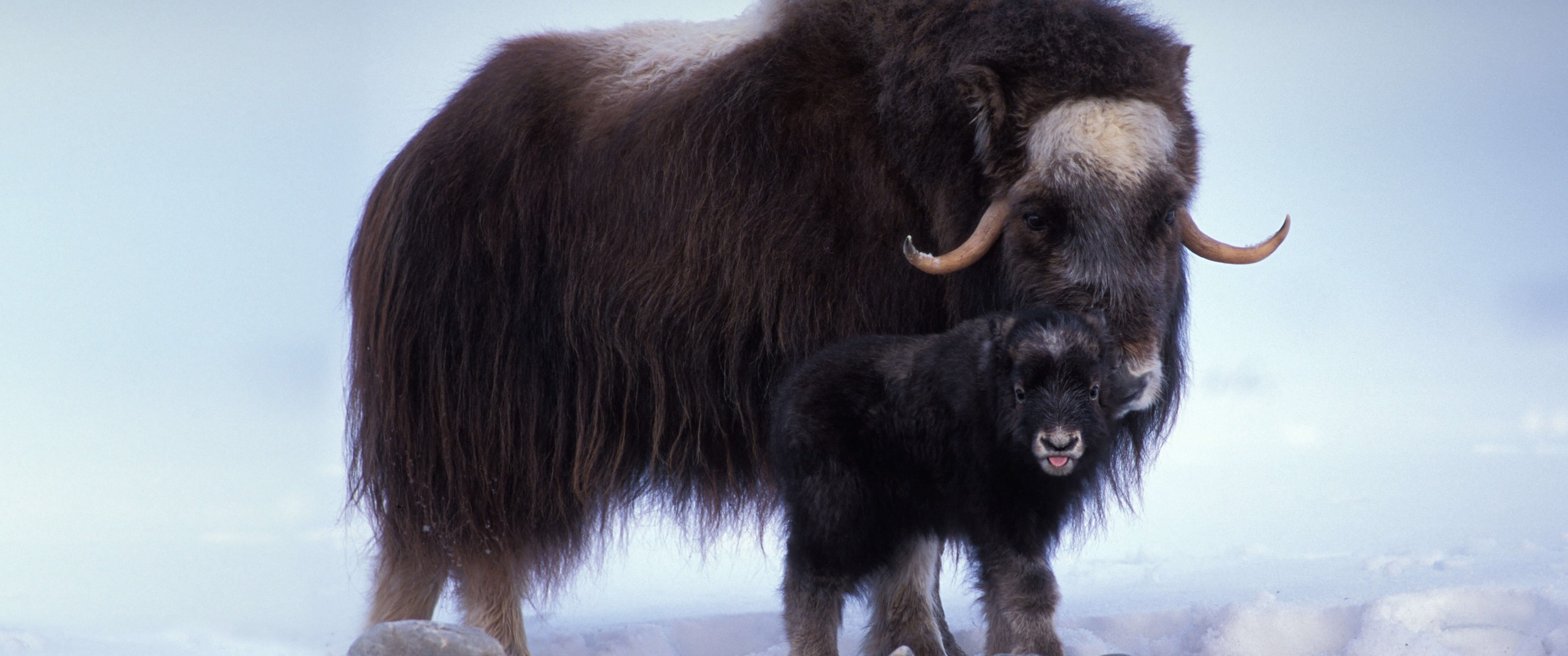 The year of the Ox by Microsoft | Wallpapers | WallpaperHub