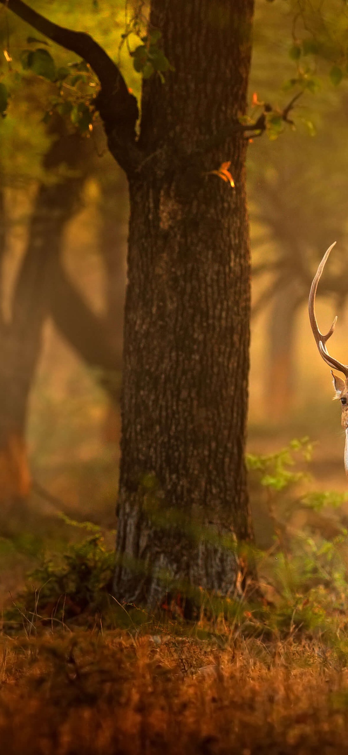 ‘Spotting’ deer in the wild by Microsoft | Wallpapers | WallpaperHub