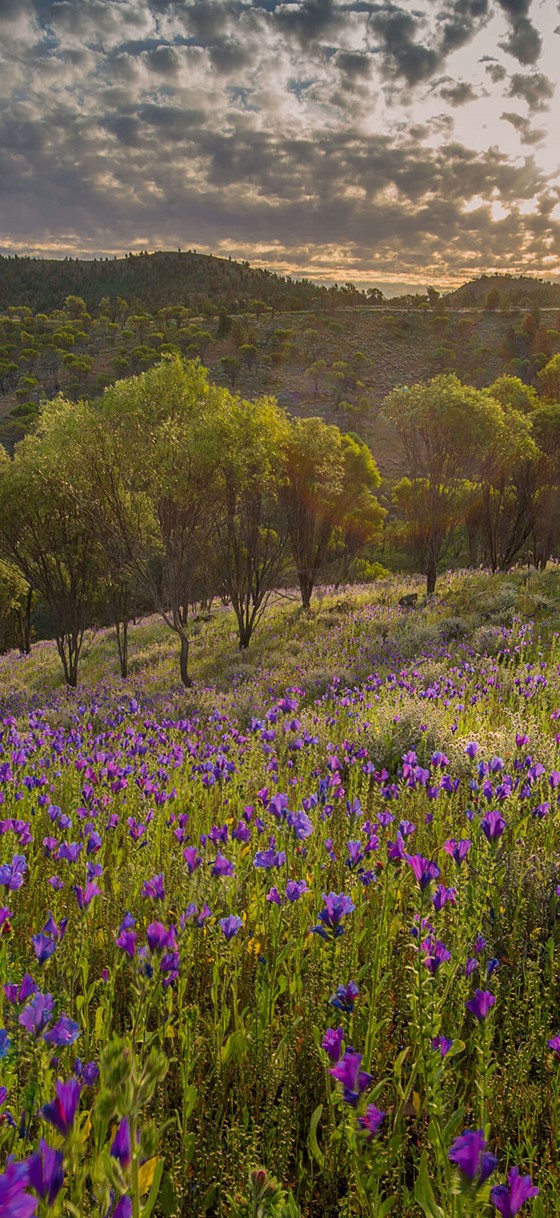 Springing back to it by Microsoft | Wallpapers | WallpaperHub