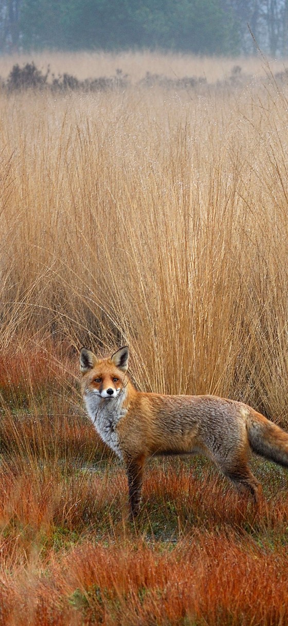 Fox in the marsh by Microsoft | Wallpapers | WallpaperHub