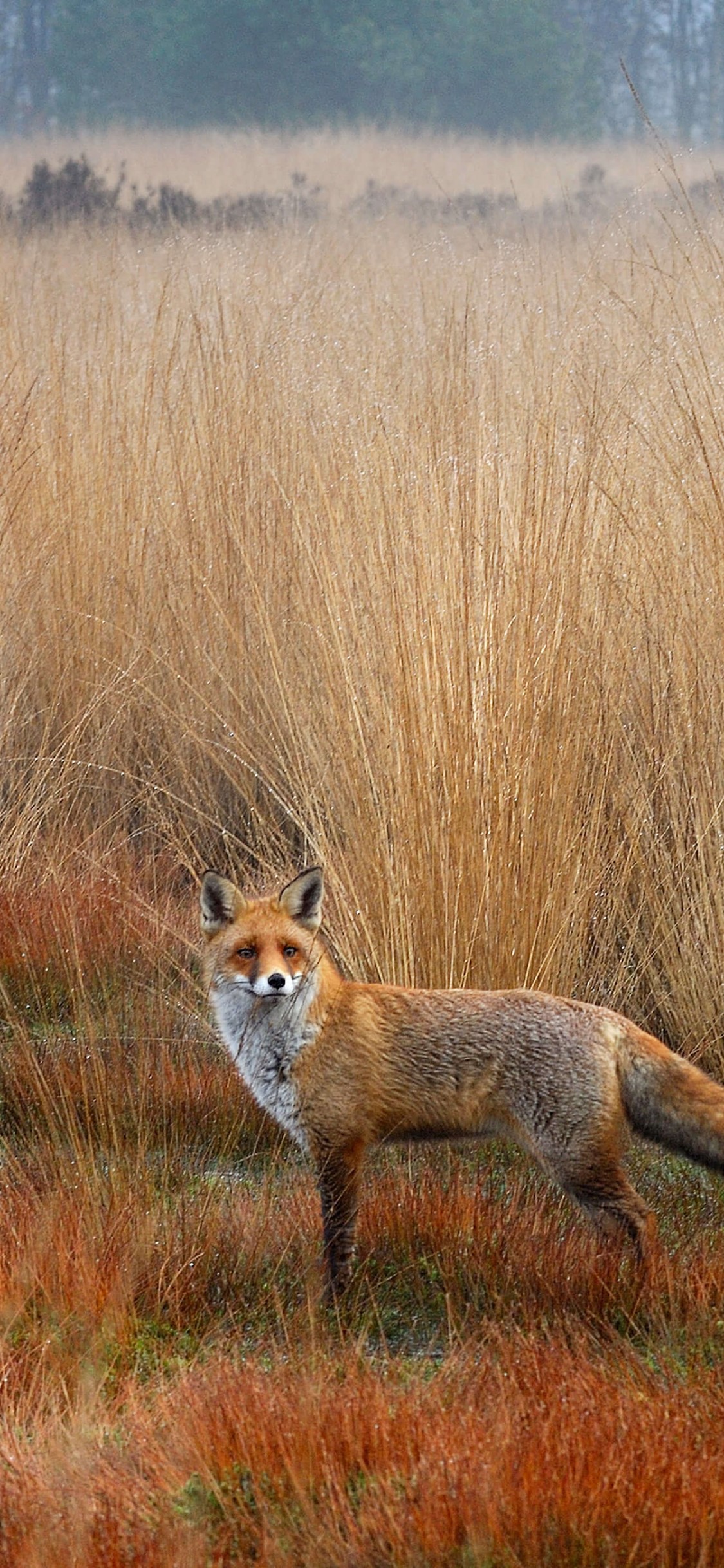 Fox in the marsh by Microsoft | Wallpapers | WallpaperHub