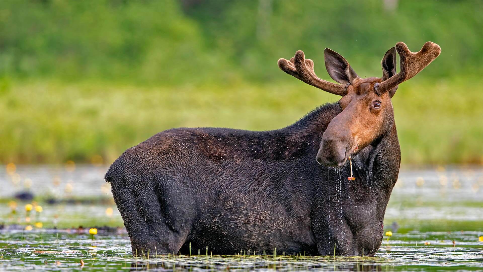 Of moose and Maine by Microsoft | Wallpapers | WallpaperHub
