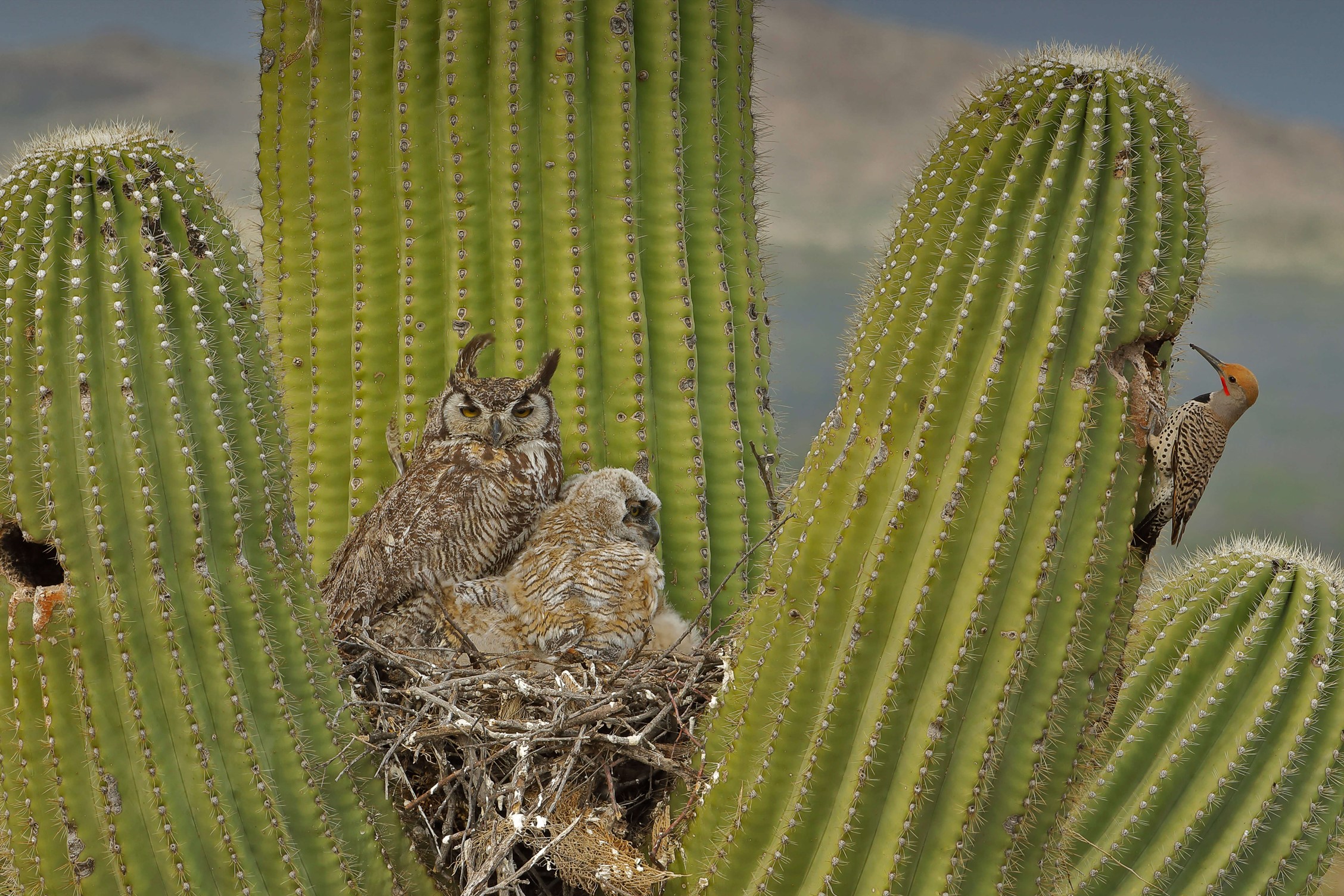 Counting crows...and every other bird by Microsoft | Wallpapers ...
