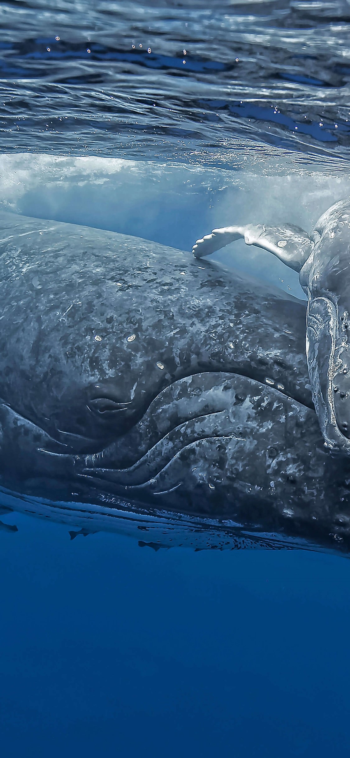 A whale of a hug by Microsoft | Wallpapers | WallpaperHub
