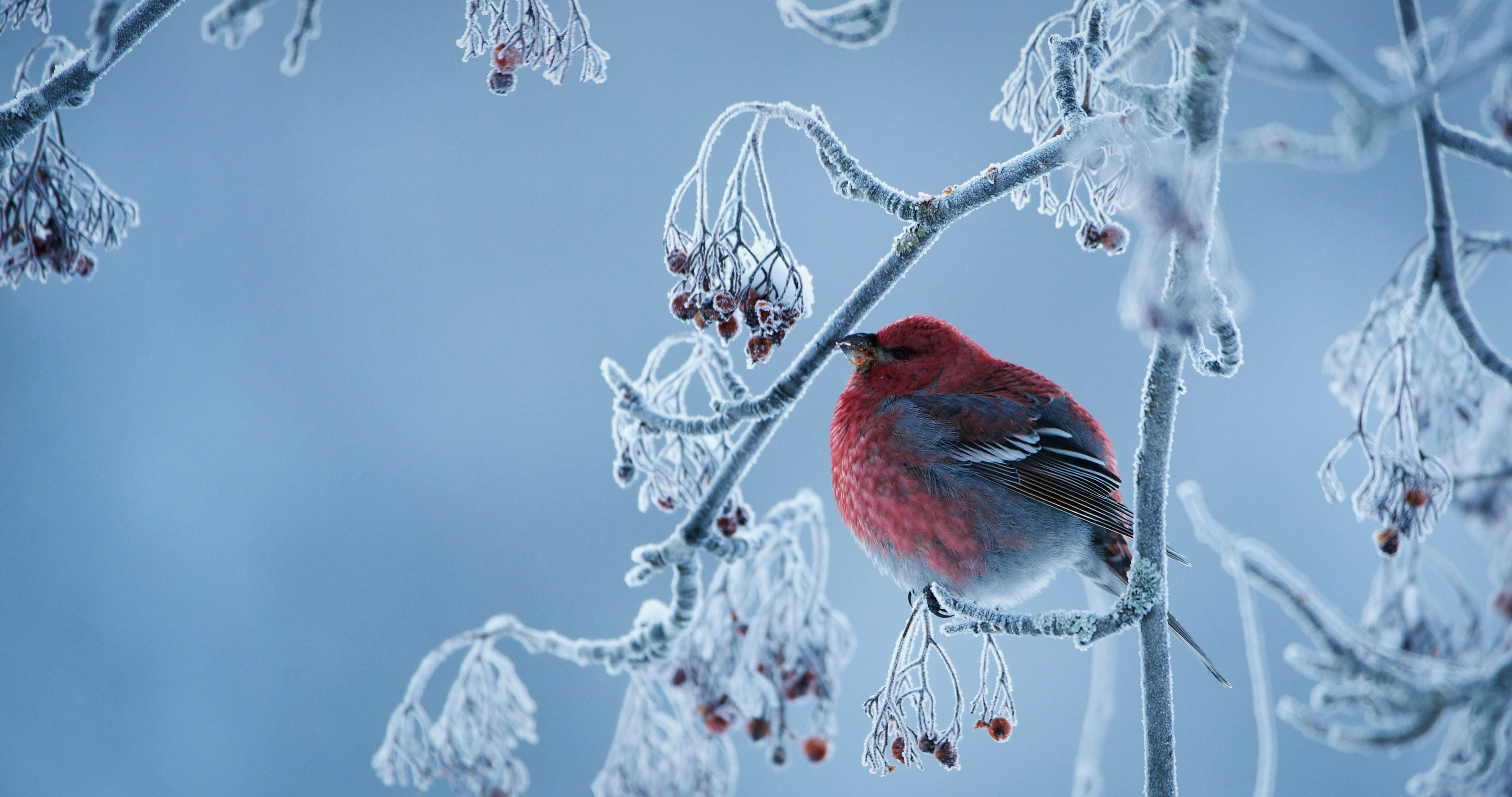 I see one! by Microsoft | Wallpapers | WallpaperHub