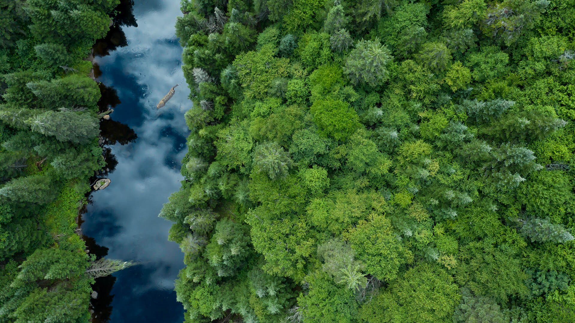 Canada’s largest vegetation zone by Microsoft | Wallpapers | WallpaperHub
