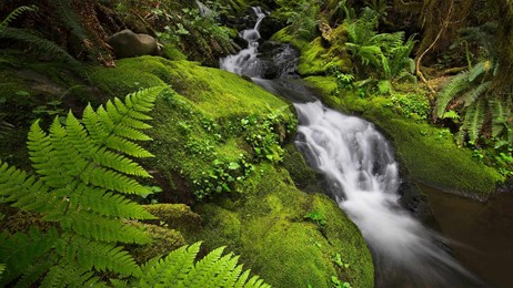 In the rainforest by Microsoft | Wallpapers | WallpaperHub