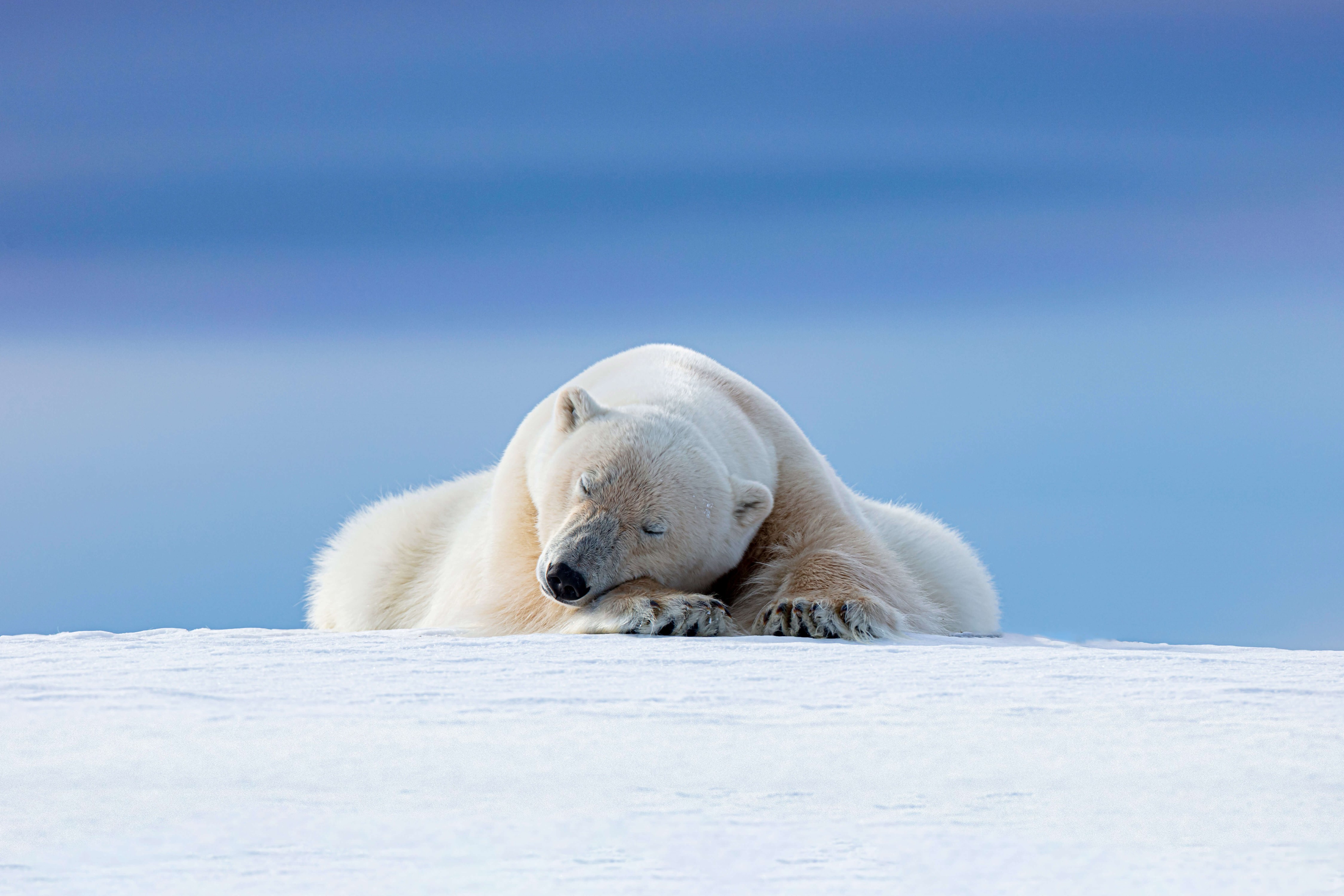 在北极附近打盹 by Microsoft | Wallpapers | WallpaperHub