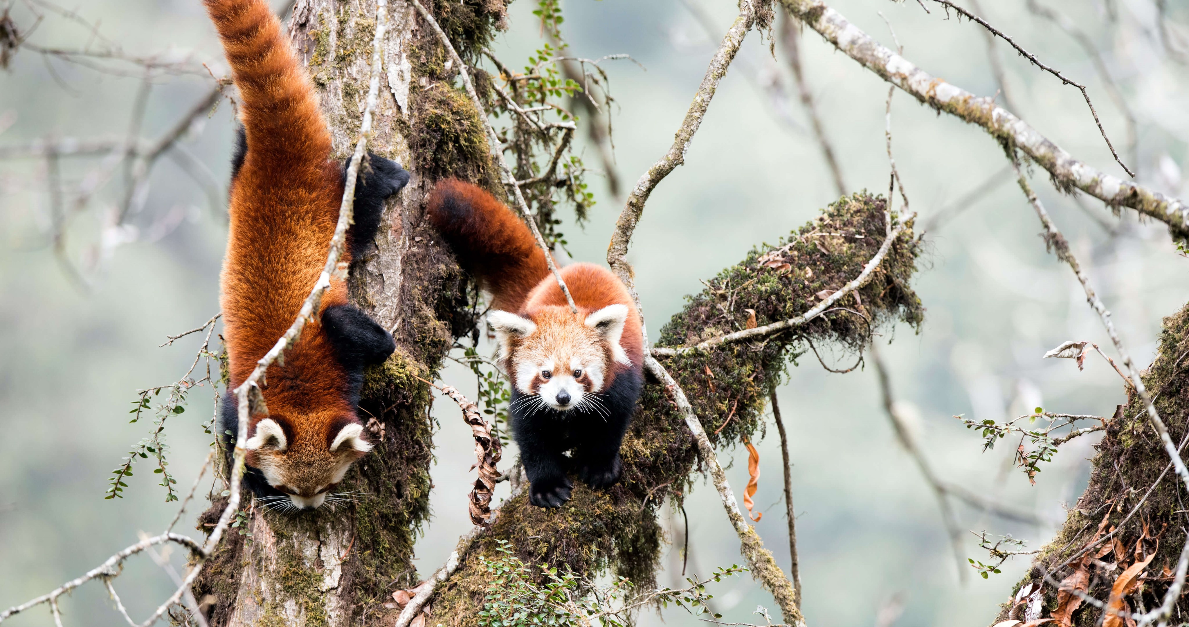 On the red panda trail by Microsoft | Wallpapers | WallpaperHub