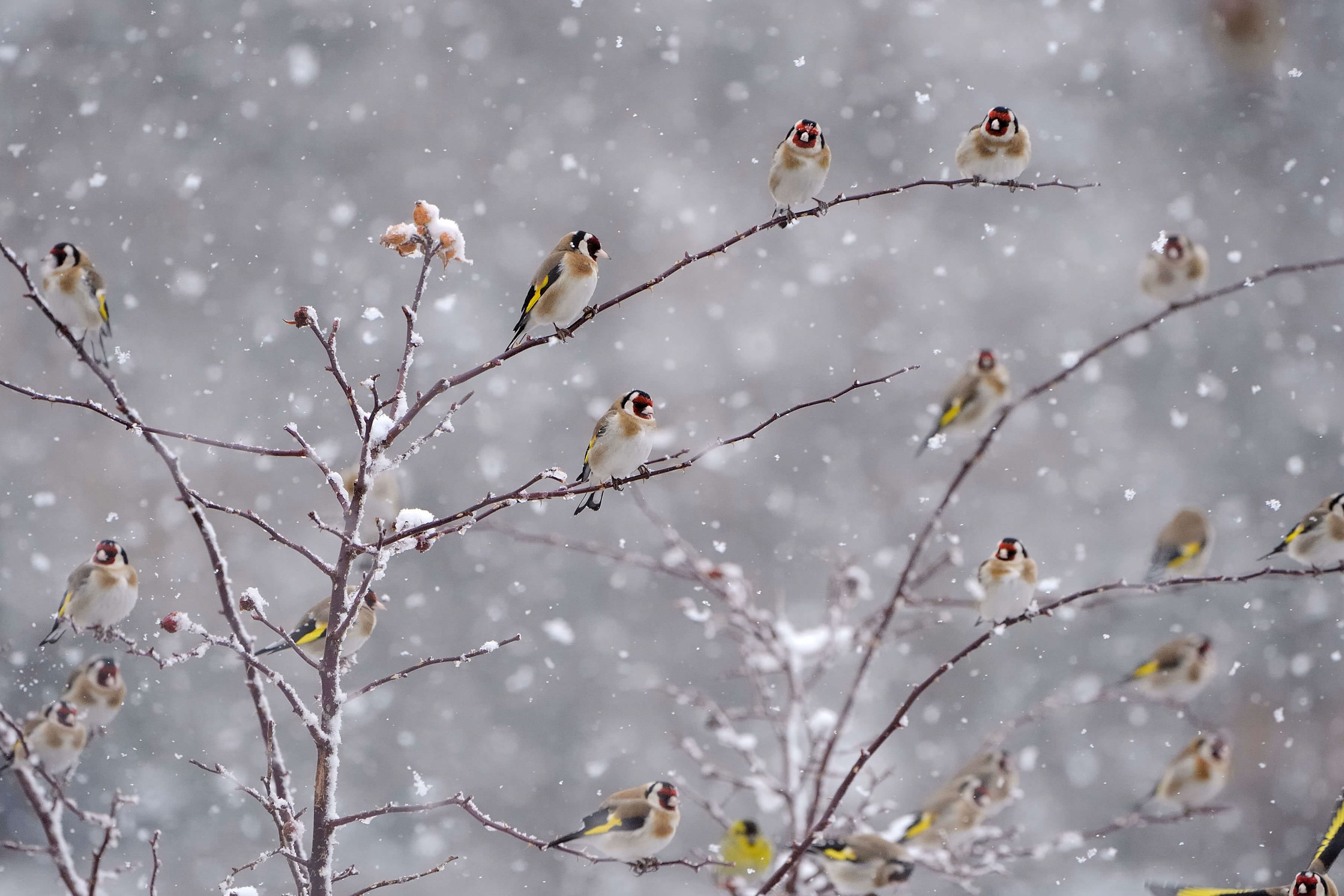 L’élégance des oiseaux by Microsoft | Wallpapers | WallpaperHub