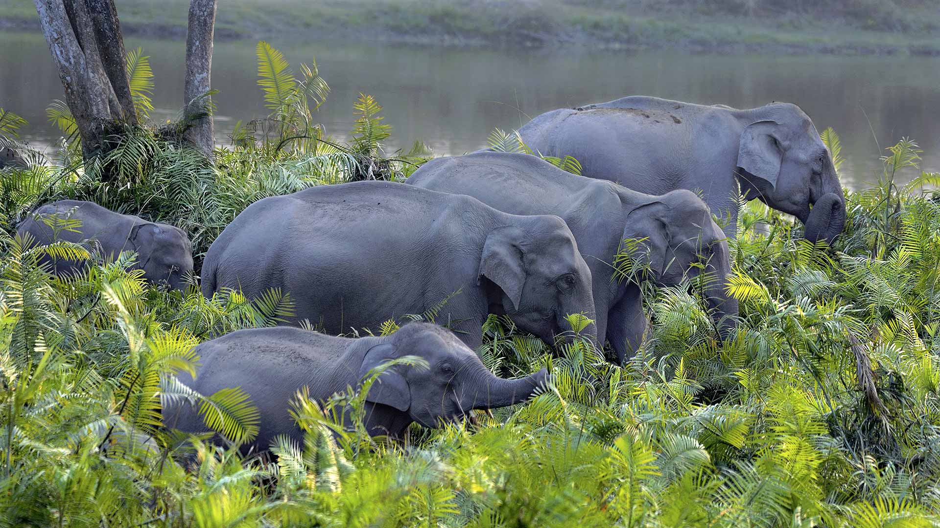 Asian elephants on the banks of the Brahmaputra by Microsoft ...