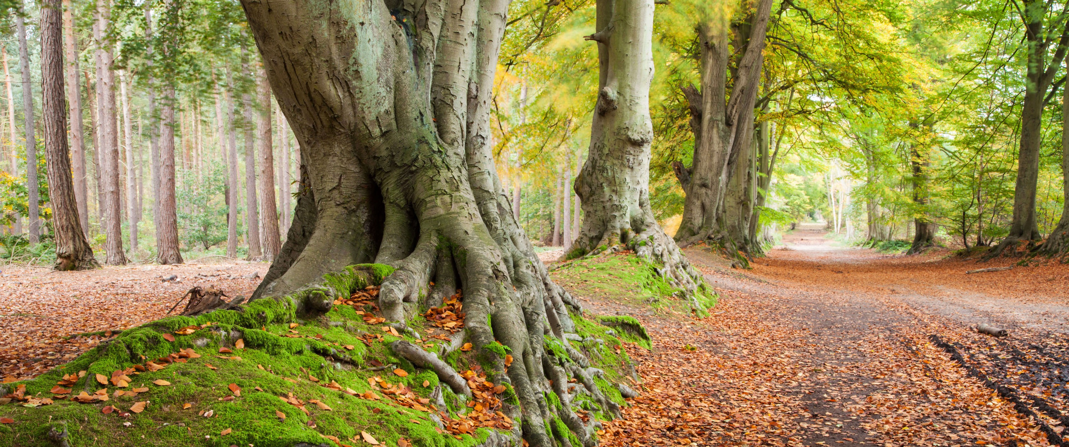 The queen of trees by Microsoft | Wallpapers | WallpaperHub