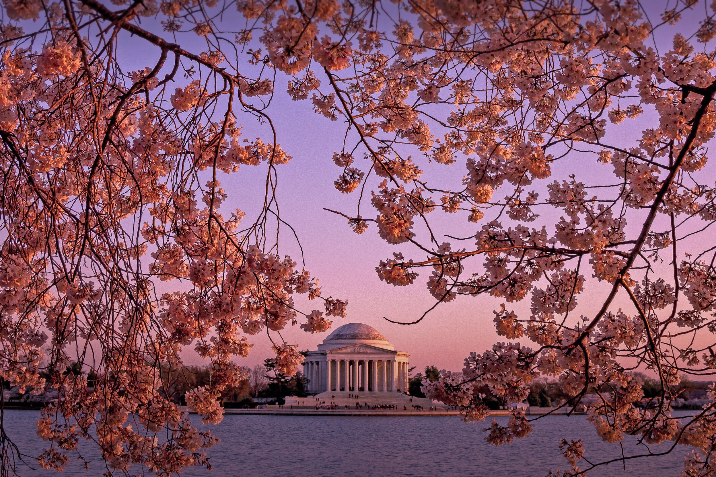 Cherry blossoms spring to life by Microsoft | Wallpapers | WallpaperHub