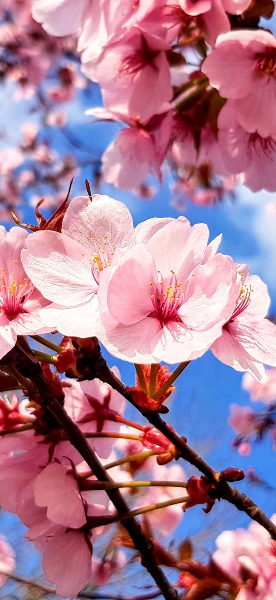 Springtime by Michael Gillett | Wallpapers | WallpaperHub