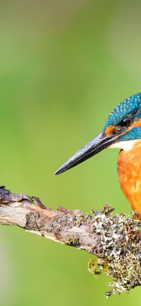 Riverside royalty by Microsoft | Wallpapers | WallpaperHub