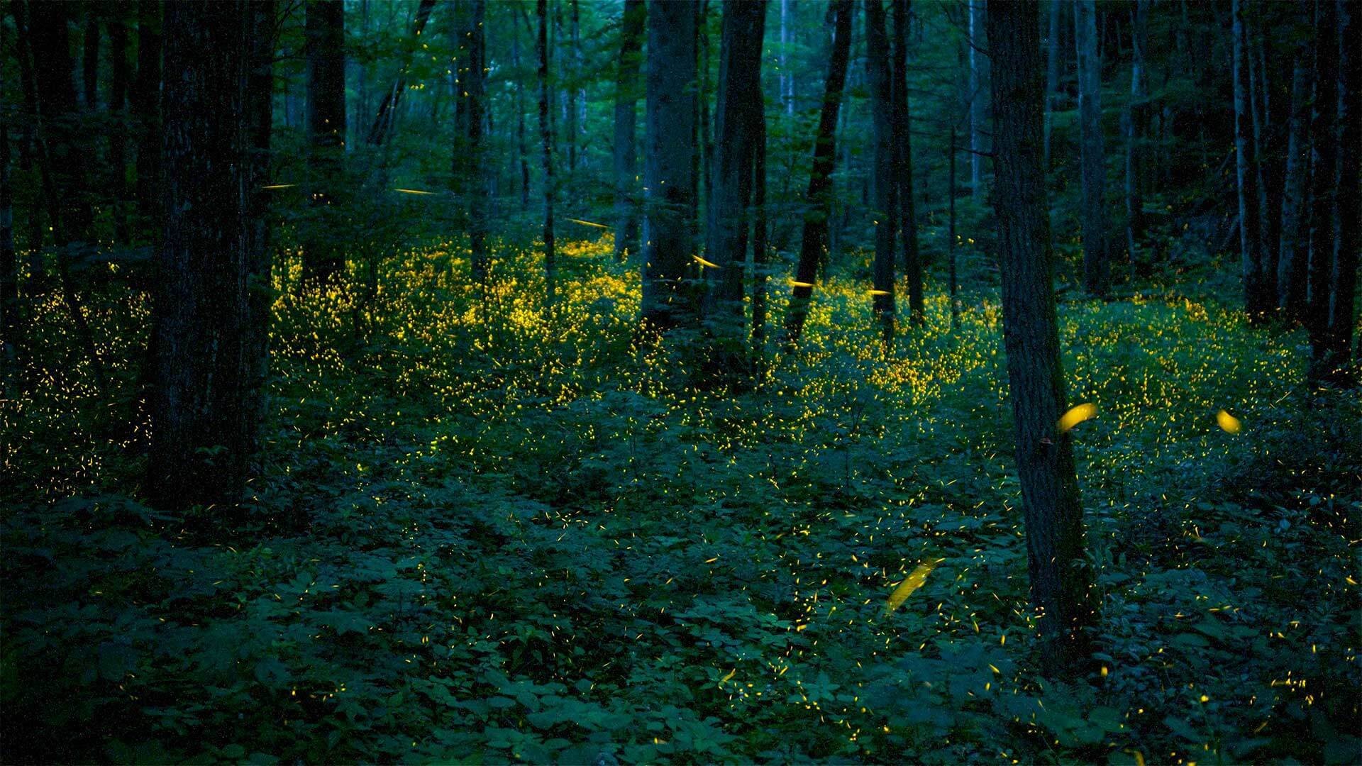 By the light of the fireflies by Microsoft | Wallpapers | WallpaperHub