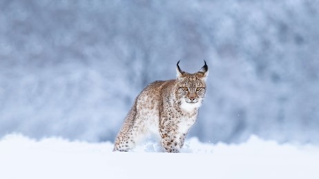 Wie der Luchs wohl schnurrt? by Microsoft | Wallpapers | WallpaperHub
