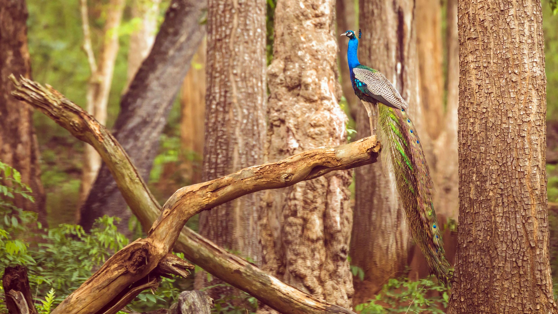 The national bird in the wild by Microsoft | Wallpapers | WallpaperHub