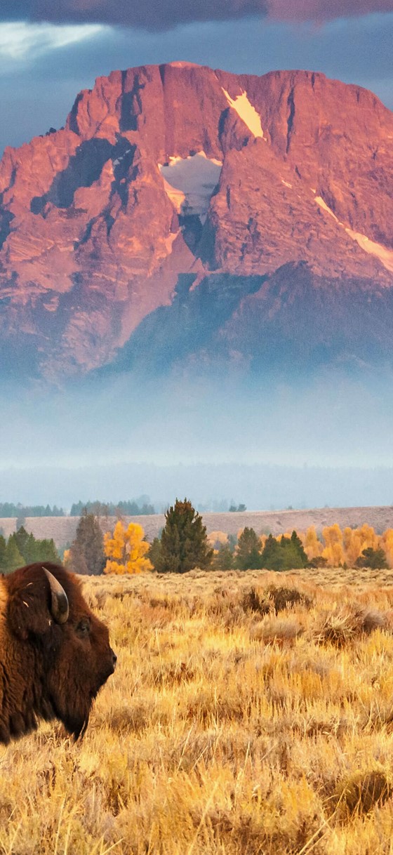 National Bison Day, USA by Microsoft | Wallpapers | WallpaperHub