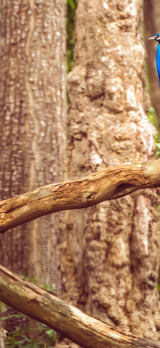 The national bird in the wild by Microsoft | Wallpapers | WallpaperHub